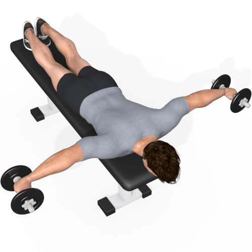 Dumbbells Reverse Fly Lying Video Exercise Guide