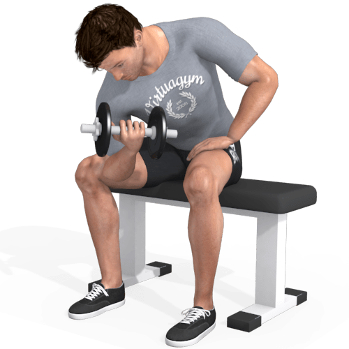 Dumbbells Concentration Curl Video Exercise Guide