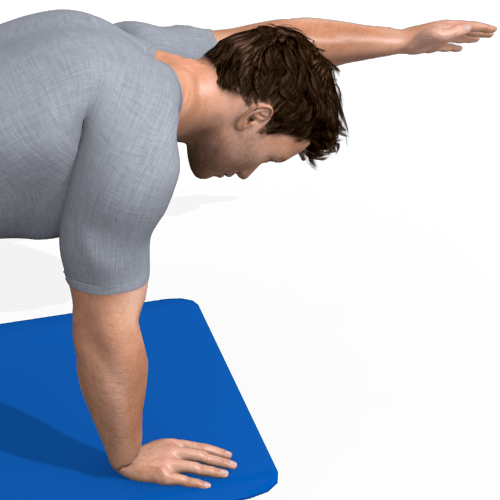 Bird Dog Arm Video Exercise Guide