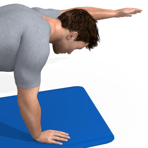 Bird Dog Arm Static Video Exercise Guide
